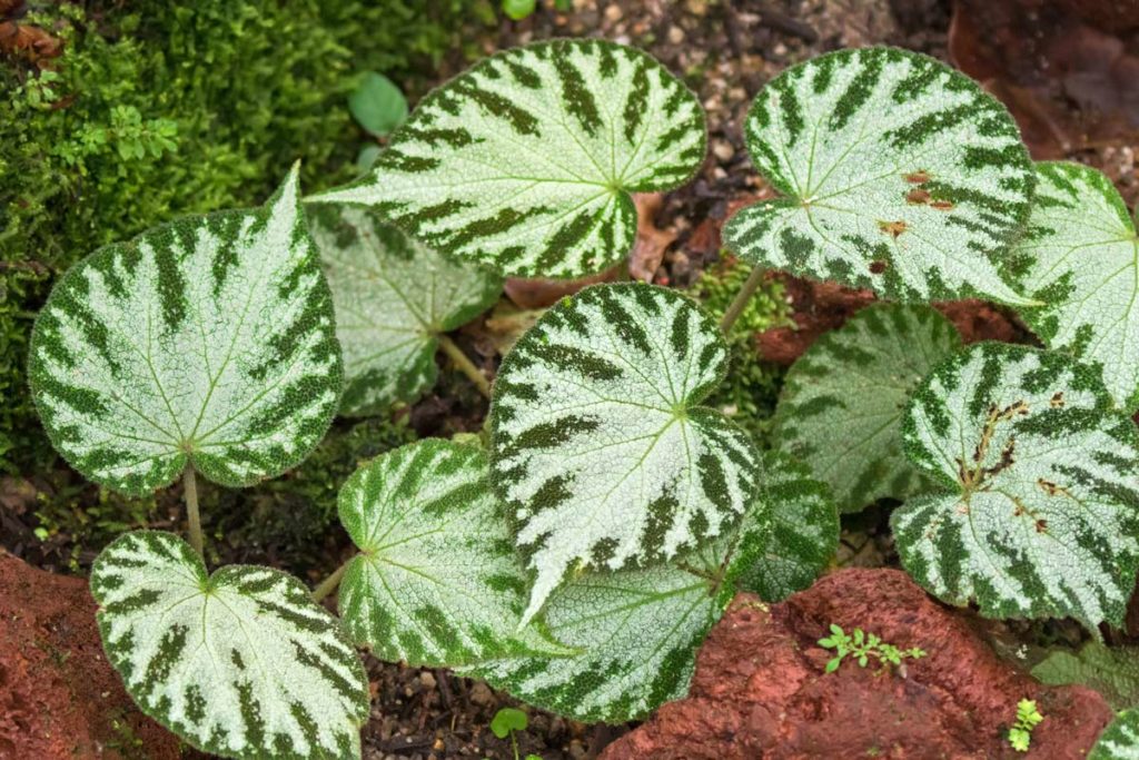 Begonia Cuidados Variedades Semperflorens Elatior Rex Dragón